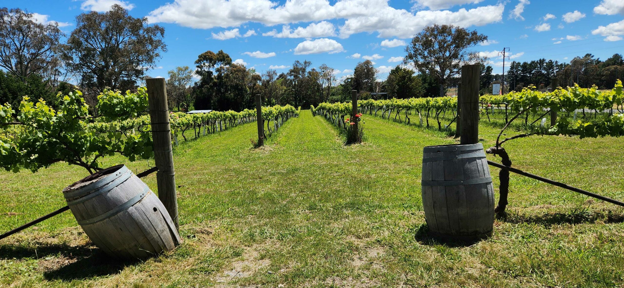 Gallery - Merry Heart CBR